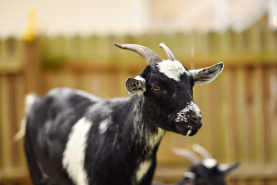 10 Frequently Asked Goat Questions | Moderately High Maintenance