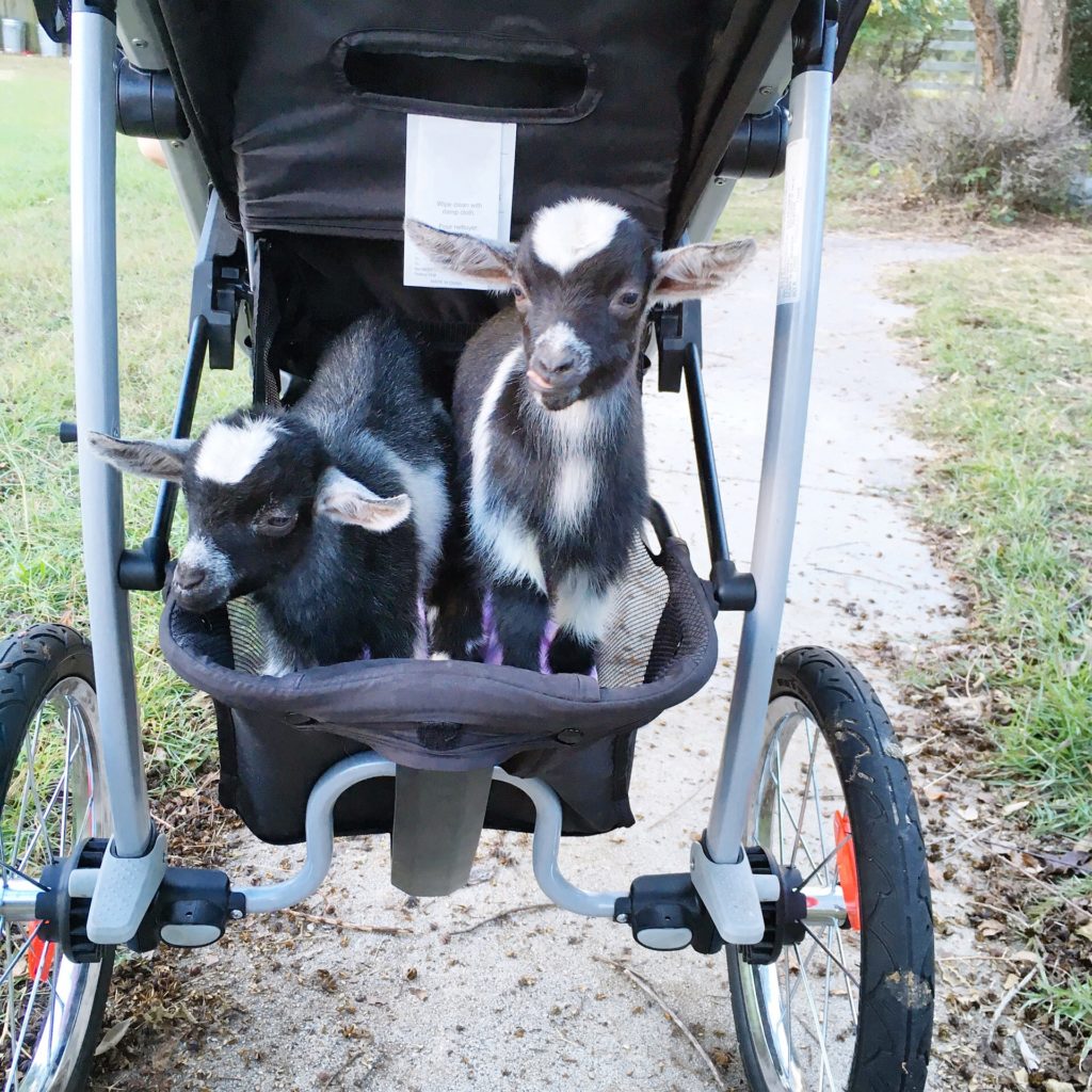 10 Frequently Asked Goat Questions | Moderately High Maintenance