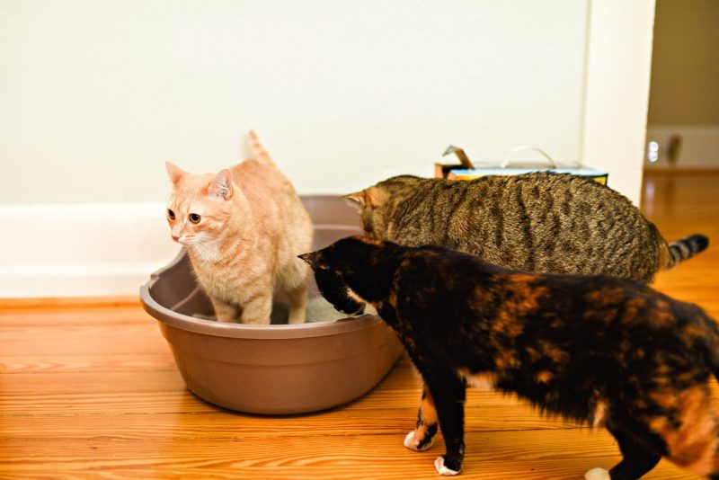 How to Keep Your House Clean with Cats | Moderately High Maintenance